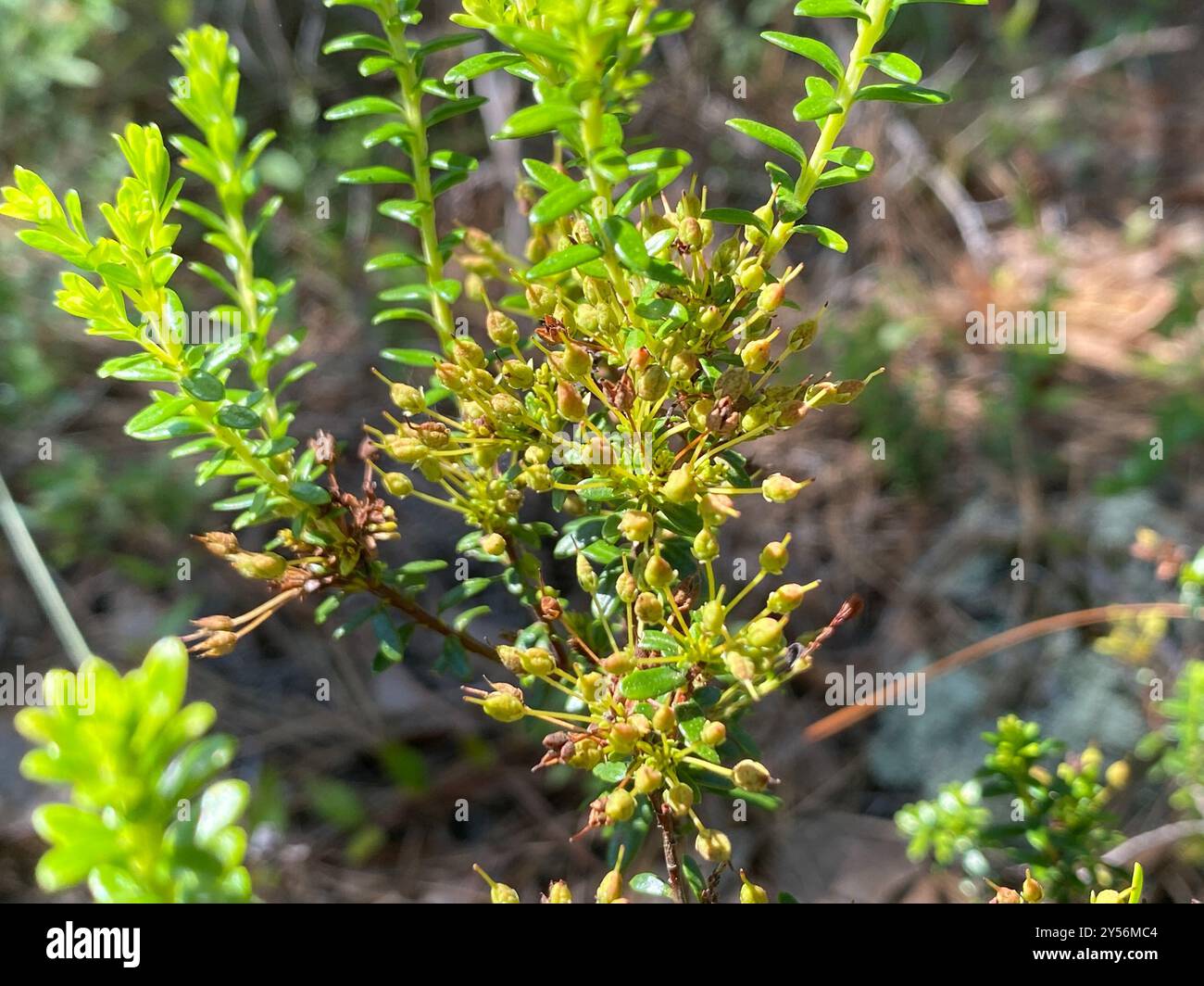 sand myrtle (Kalmia buxifolia) Plantae Stock Photo - Alamy