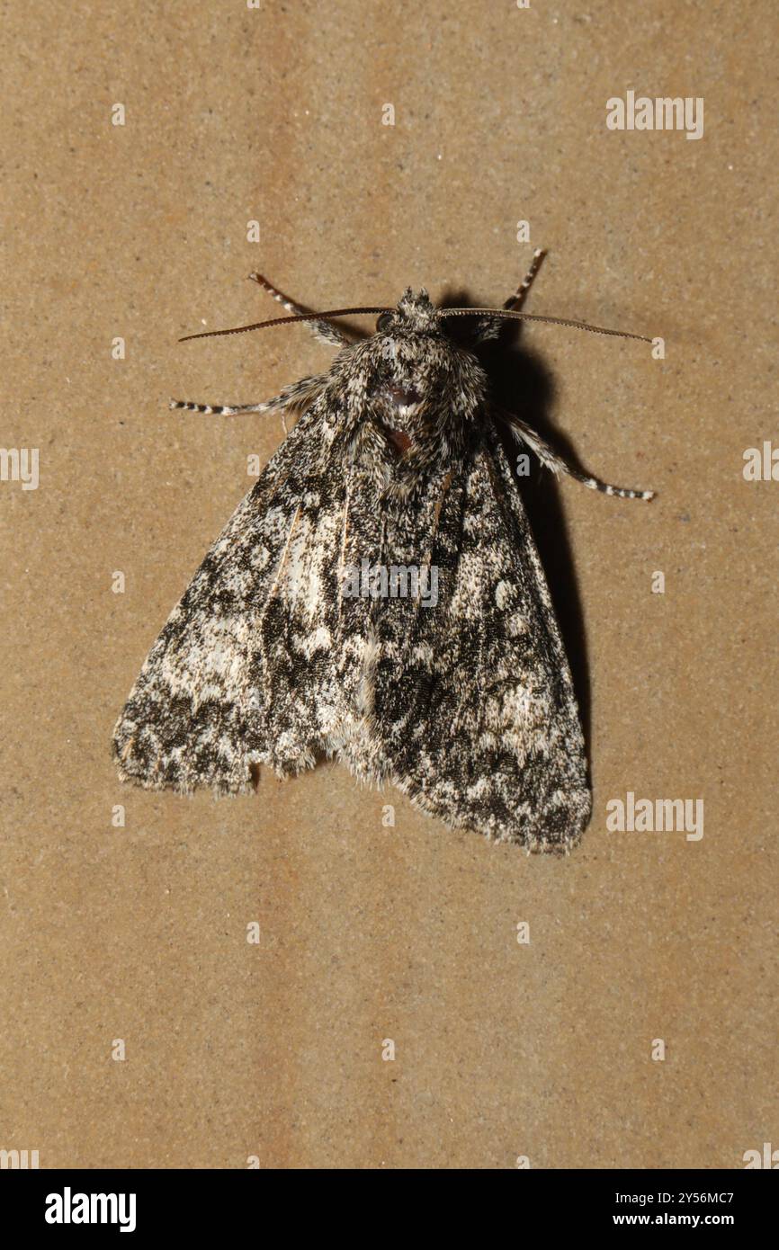 Poplar Grey (Acronicta megacephala) Insecta Stock Photo - Alamy