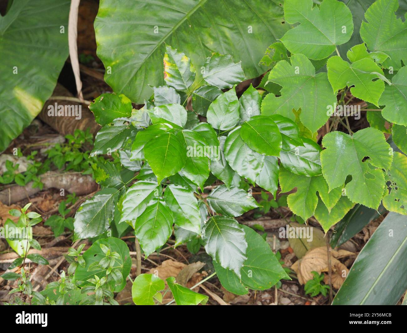 Indian beech tree (Millettia pinnata) Plantae Stock Photo - Alamy