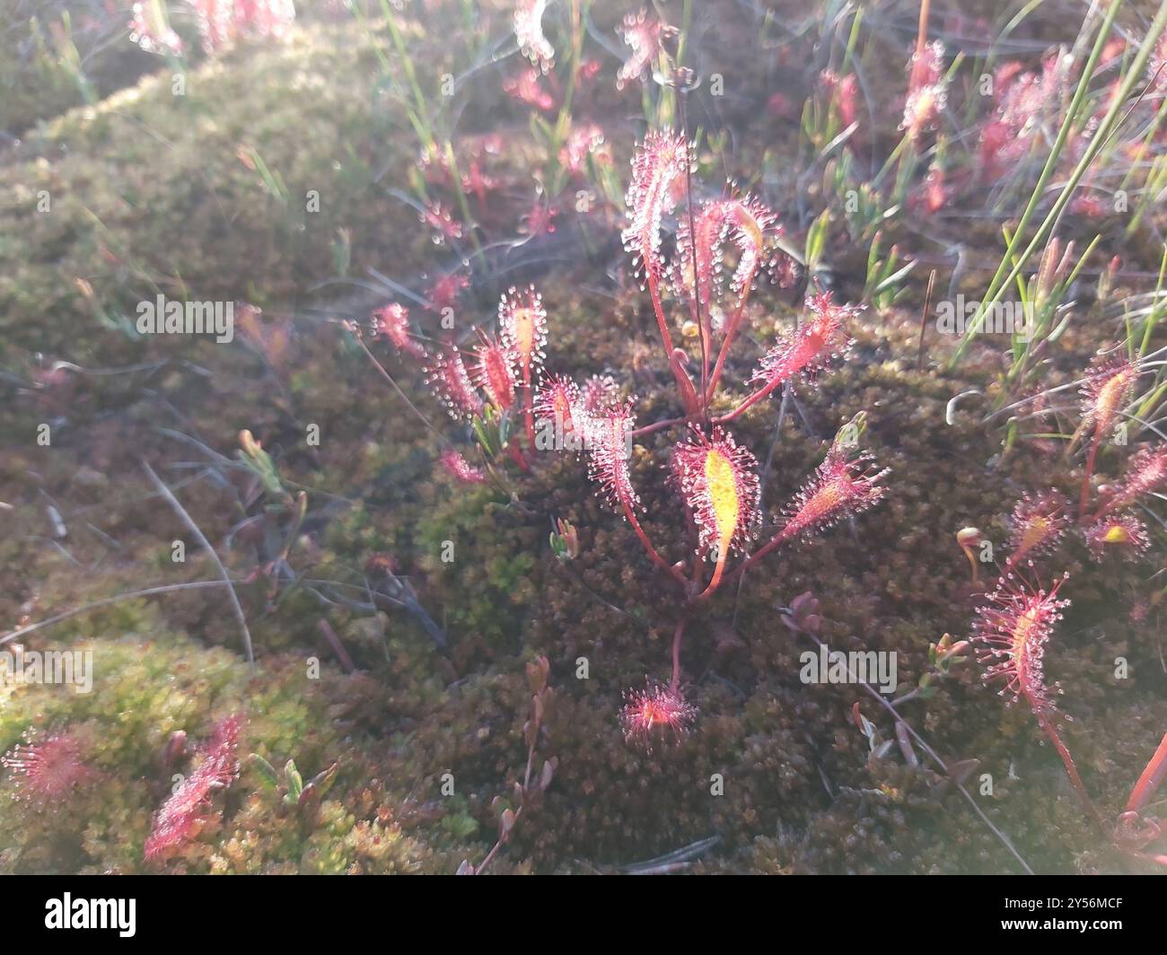 Great Sundew (Drosera anglica) Plantae Stock Photo - Alamy