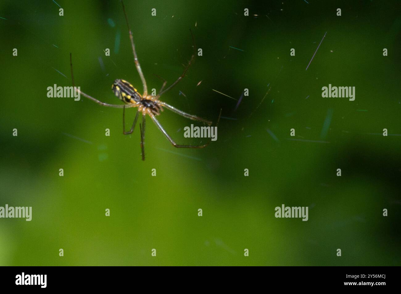 Filmy Dome Spider (Neriene radiata) Arachnida Stock Photo - Alamy