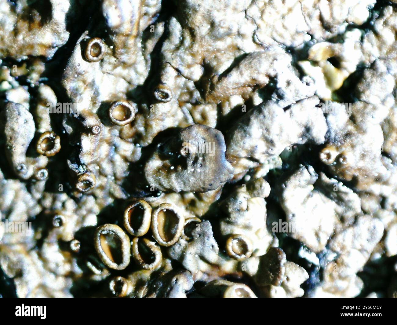Brown Rock Shield Lichens (Neofuscelia) Fungi Stock Photo - Alamy