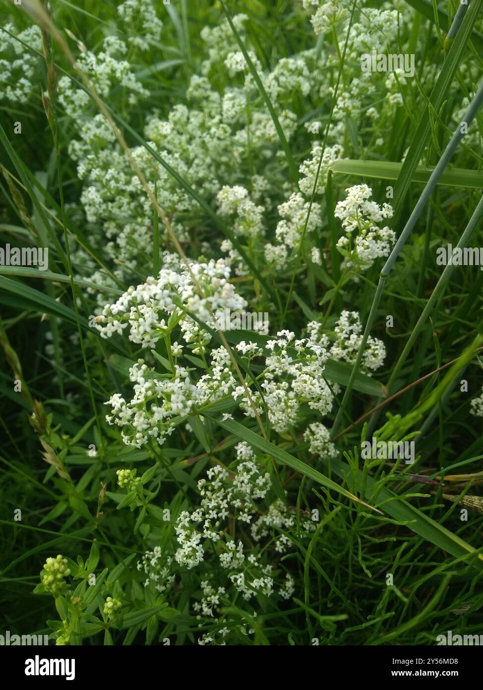 Northern Bedstraw (Galium boreale) Plantae Stock Photo - Alamy