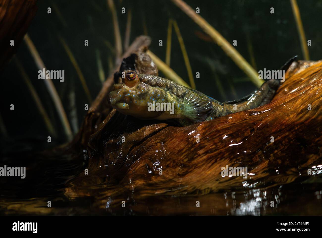Atlantic Mudskipper - Periophthalmus barbarus, unique beautiful ...