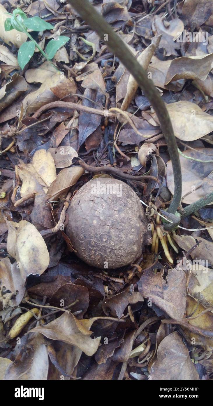 air potato (Dioscorea bulbifera) Plantae Stock Photo - Alamy