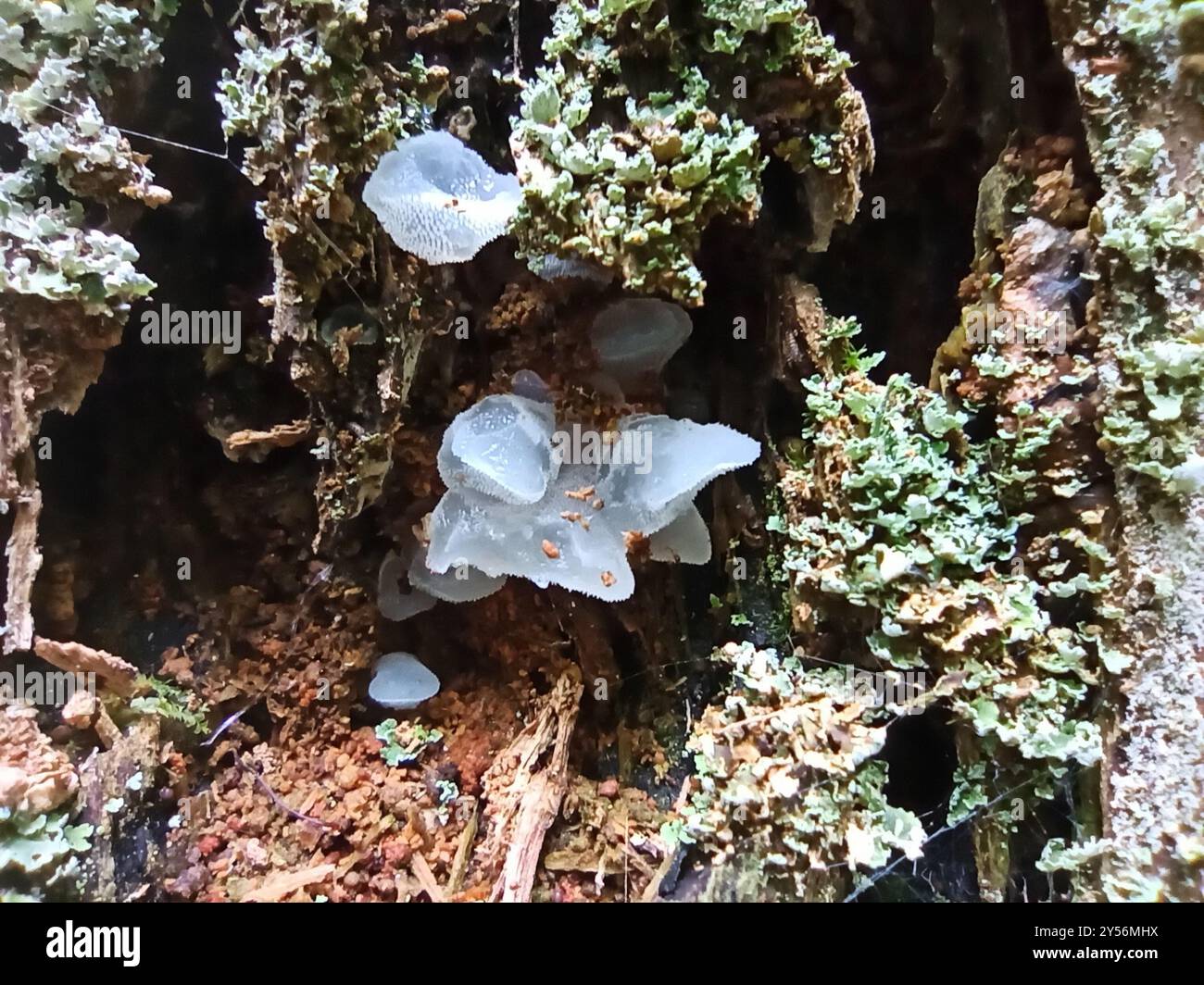 Toothed Jelly Fungus (Pseudohydnum gelatinosum) Fungi Stock Photo - Alamy