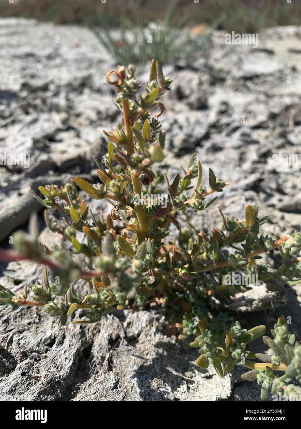 Herbaceous Seepweed (Suaeda maritima) Plantae Stock Photo - Alamy