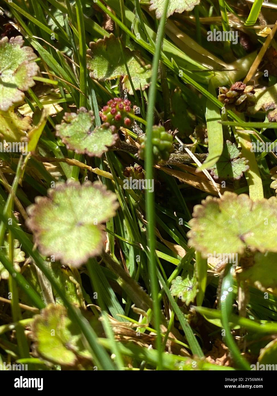 Hairy Pennywort (Hydrocotyle moschata) Plantae Stock Photo - Alamy