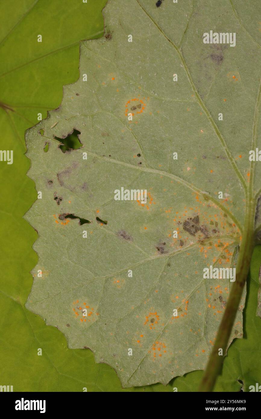 Coltsfoot Gall Rust (Puccinia poarum) Fungi Stock Photo - Alamy