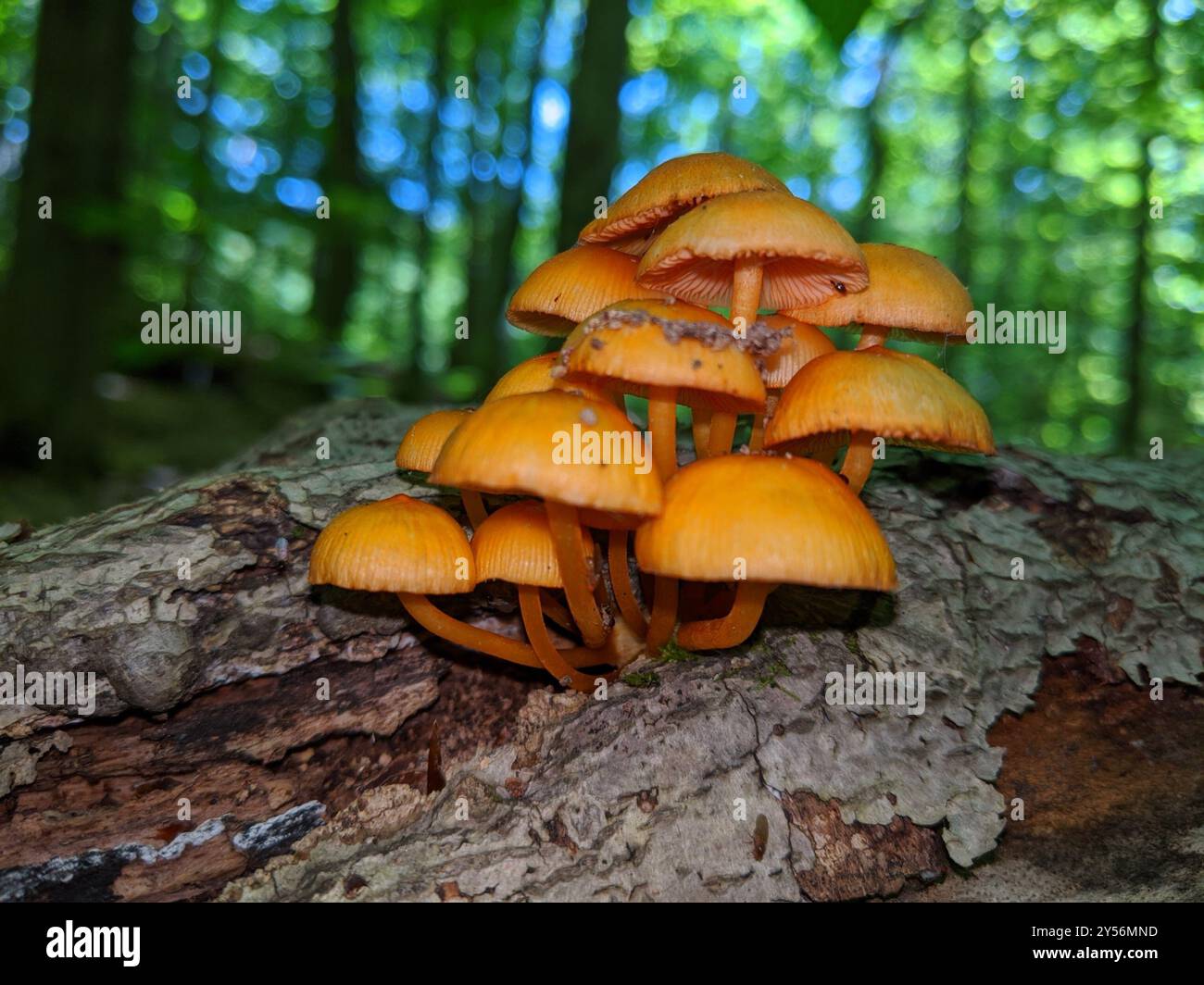 orange mycena (Mycena leaiana) Fungi Stock Photo - Alamy