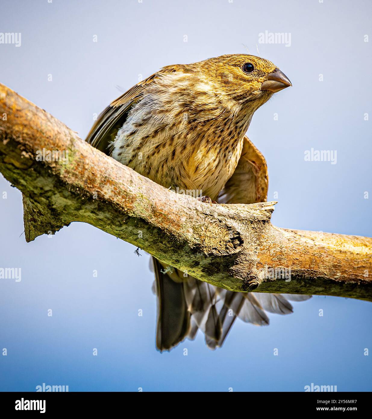 Female house finch flight hi-res stock photography and images - Alamy