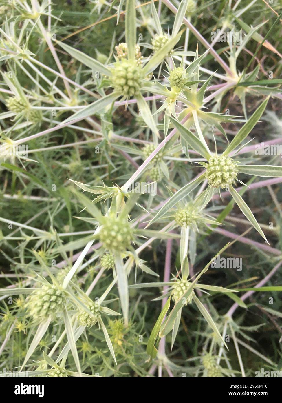 Field Eryngo (Eryngium campestre) Plantae Stock Photo - Alamy