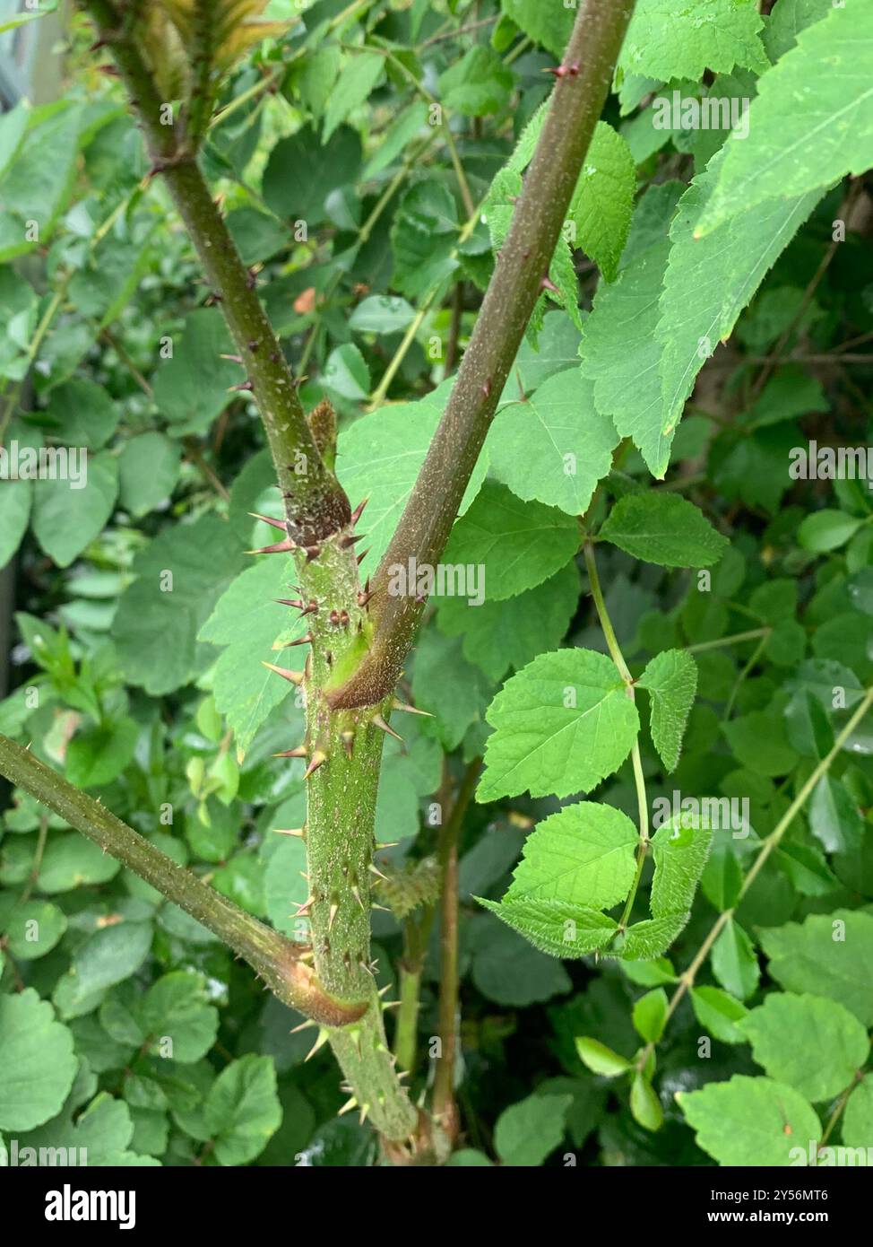 Japanese angelica tree (Aralia elata) Plantae Stock Photo - Alamy