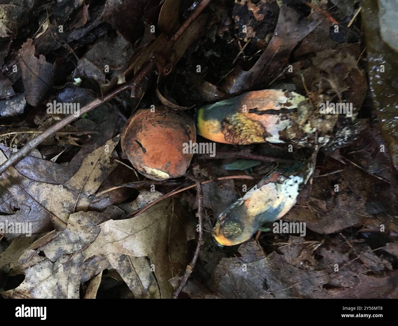 Red-mouth Bolete (Neoboletus subvelutipes) Fungi Stock Photo - Alamy