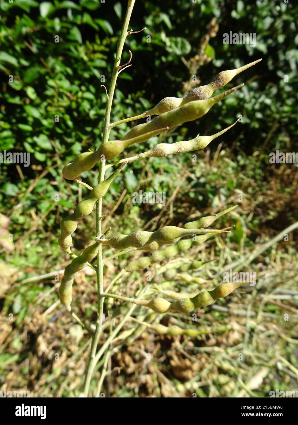 Mediterranean Radish (Raphanus raphanistrum landra) Plantae Stock Photo ...