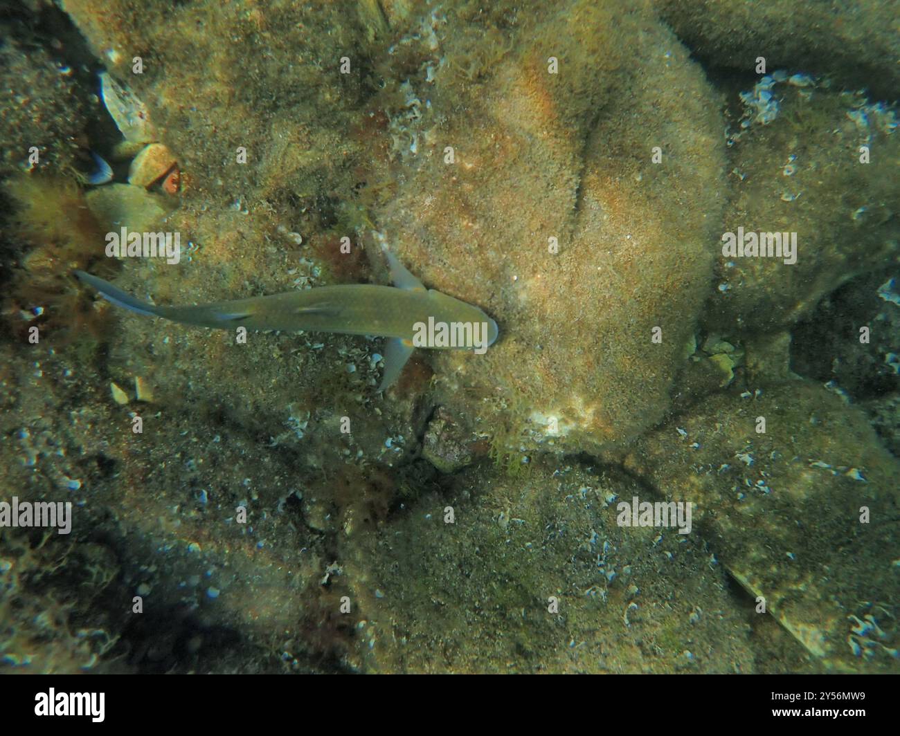 Mullets (Mugilidae) Actinopterygii Stock Photo - Alamy