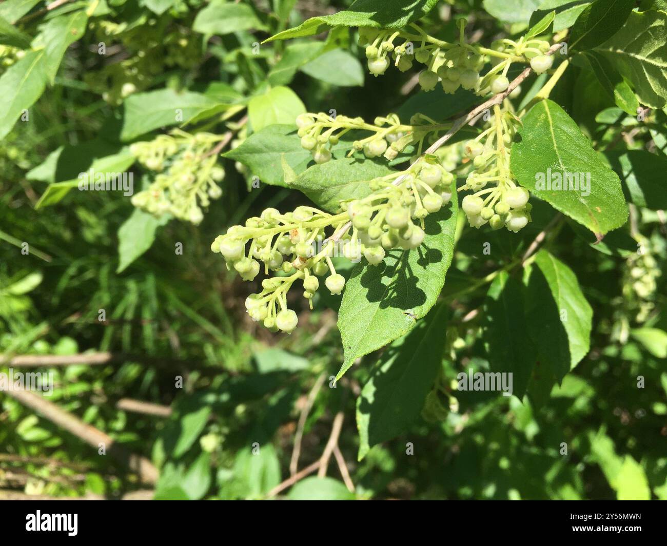 He-huckleberry (Lyonia ligustrina) Plantae Stock Photo - Alamy