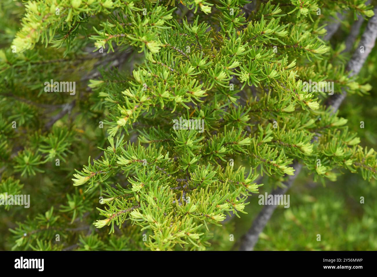 mountain hemlock (Tsuga mertensiana) Plantae Stock Photo - Alamy
