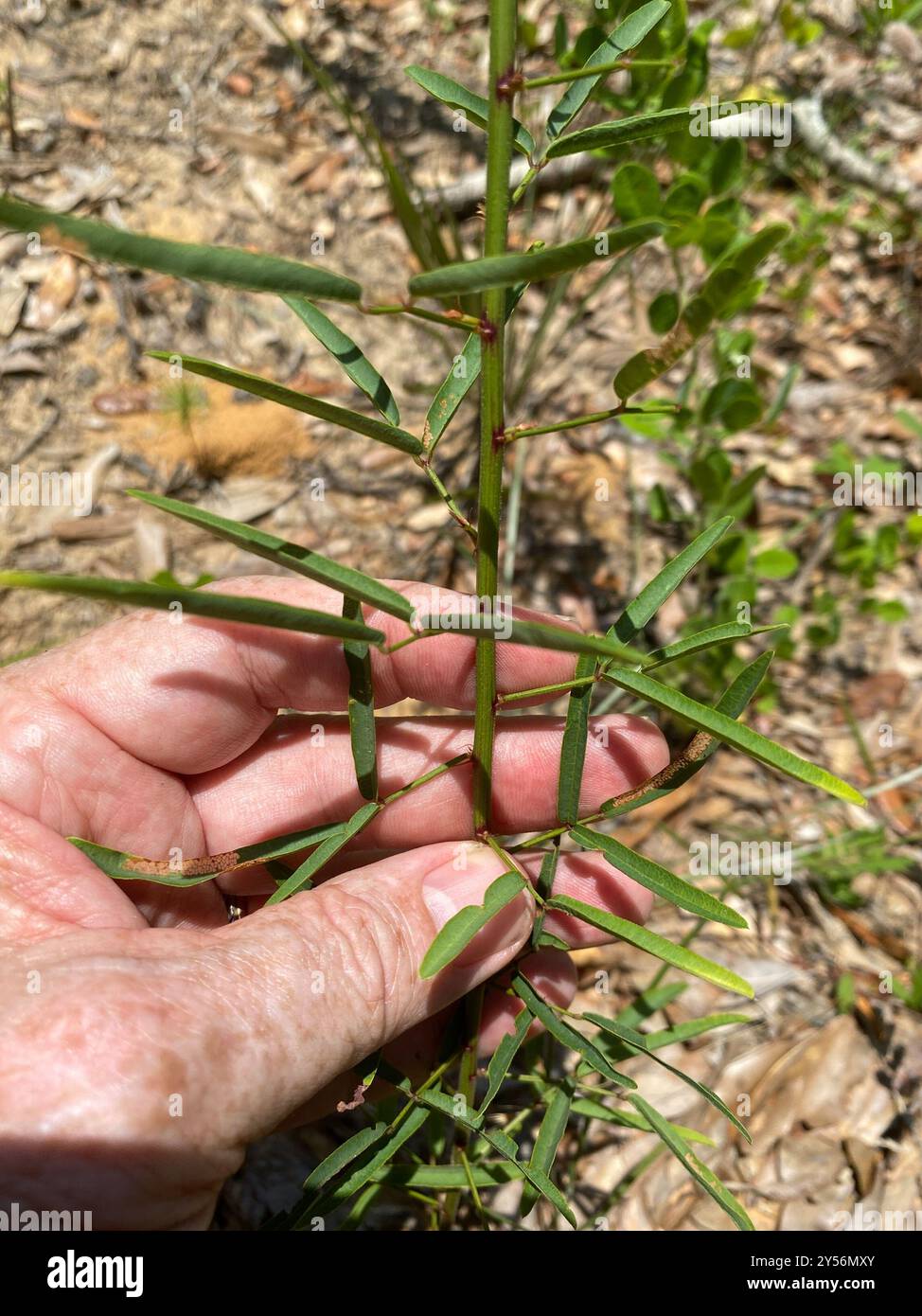 Pine Barren Ticktrefoil (Desmodium strictum) Plantae Stock Photo - Alamy
