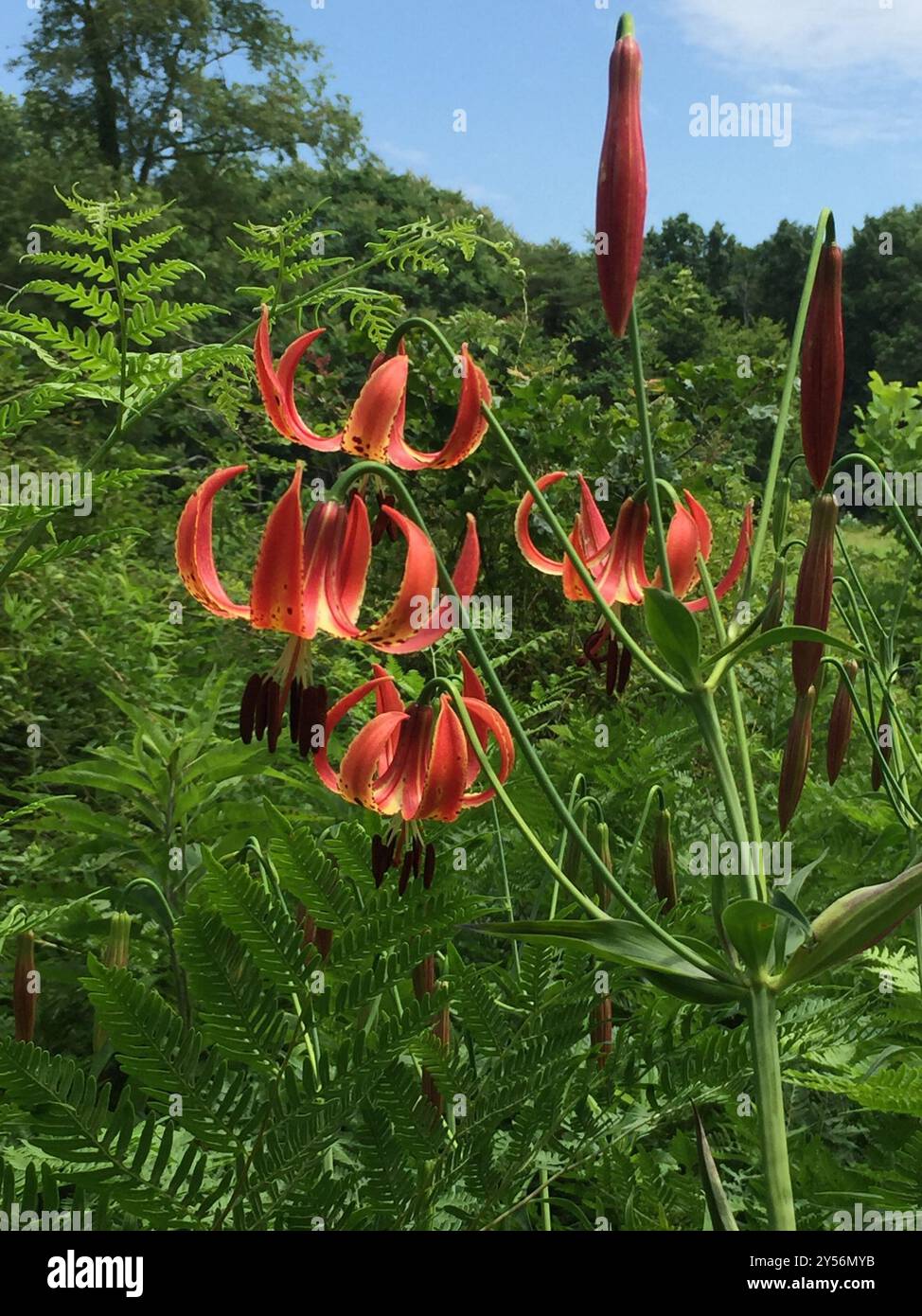 Michigan lily (Lilium michiganense) Plantae Stock Photo - Alamy