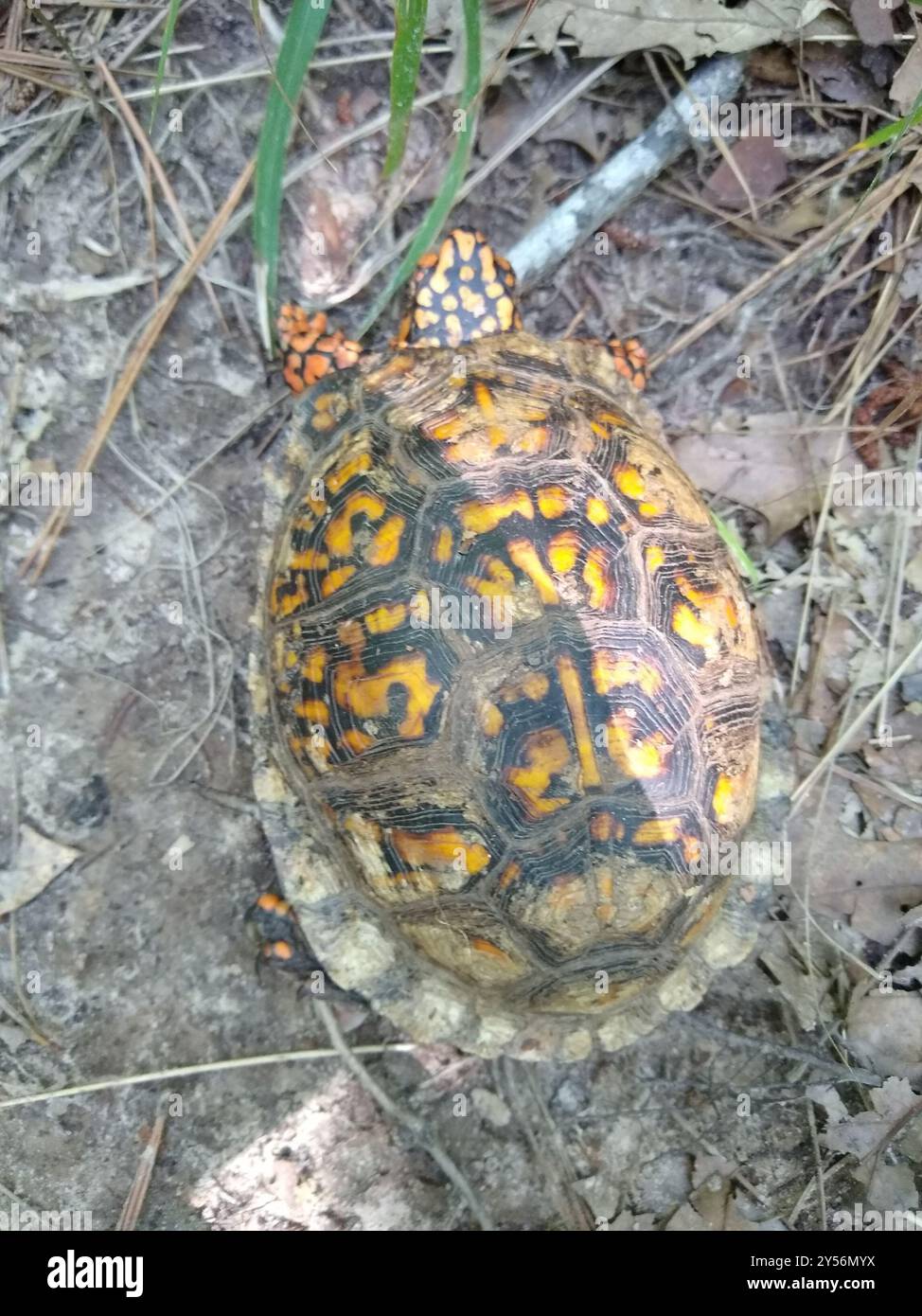Common Box Turtle (Terrapene carolina) Reptilia Stock Photo - Alamy