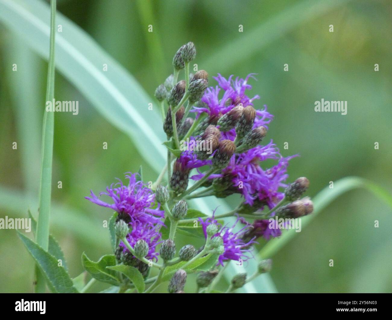Western Ironweed (Vernonia baldwinii) Plantae Stock Photo - Alamy