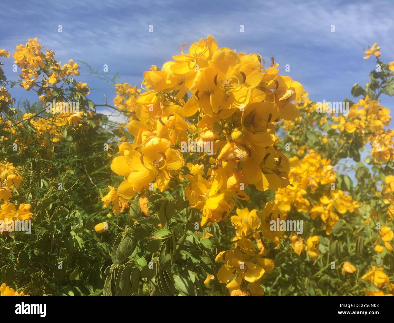 Easter Cassia (Senna pendula glabrata) Plantae Stock Photo - Alamy