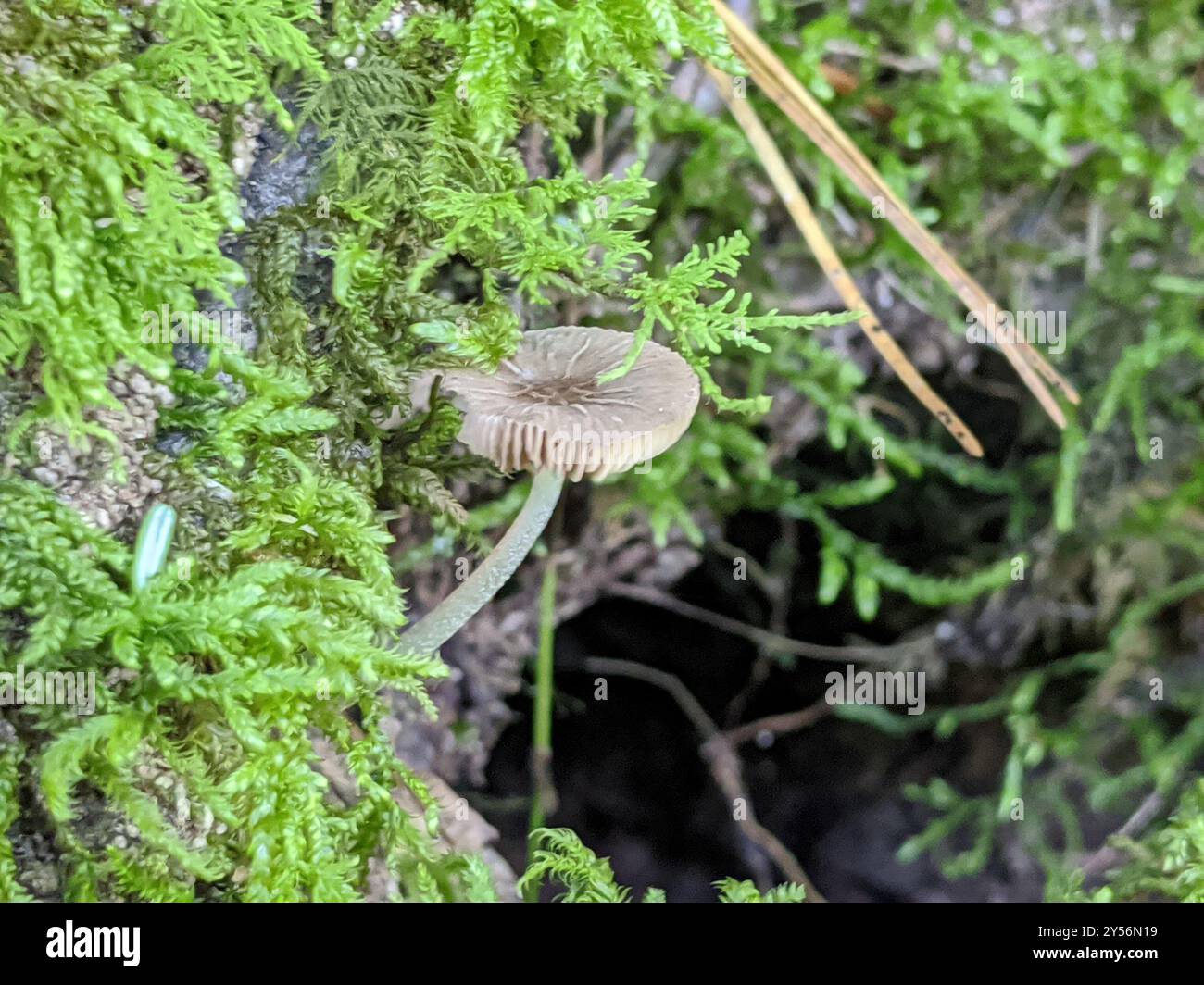 Pluteus thomsonii hi-res stock photography and images - Alamy
