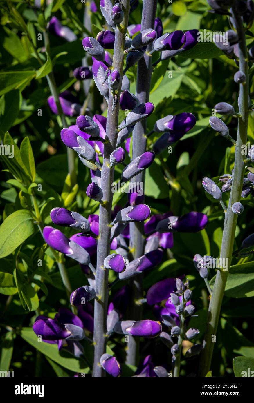 Tall blue wild indigo flowers bloom in spring in the mountains of North ...