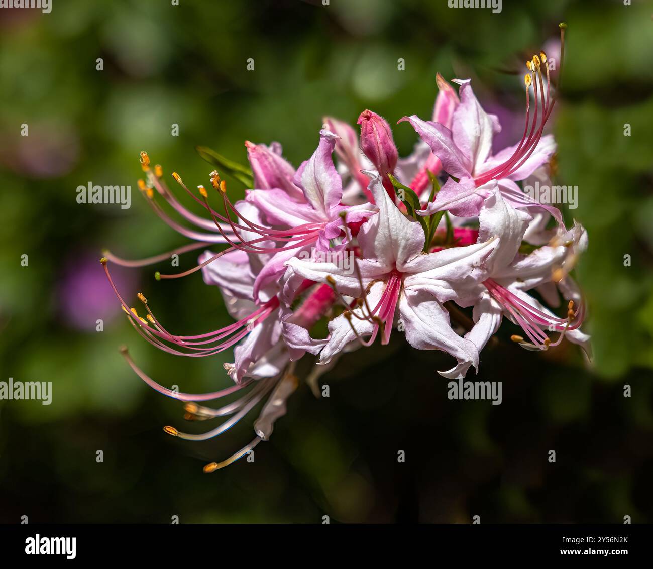 White azalea with red centers in spring in North Carolina Stock Photo ...