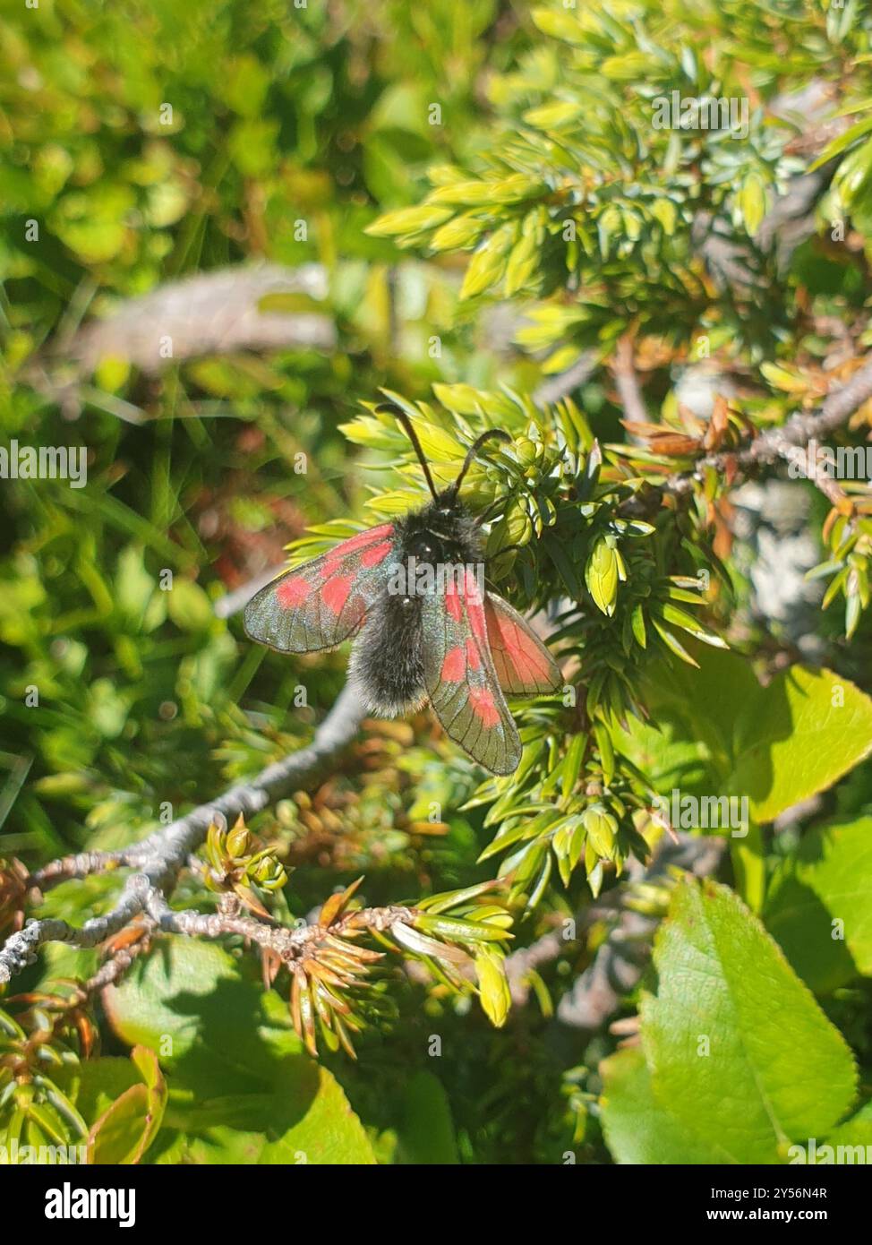 Mountain Burnet (Zygaena exulans) Insecta Stock Photo - Alamy
