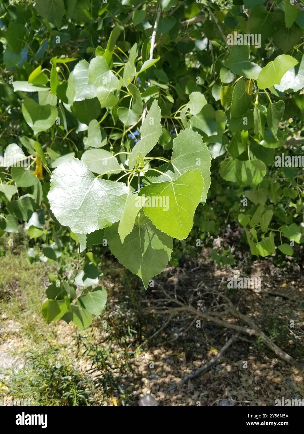 Fremont Cottonwood (Populus fremontii) Plantae Stock Photo - Alamy