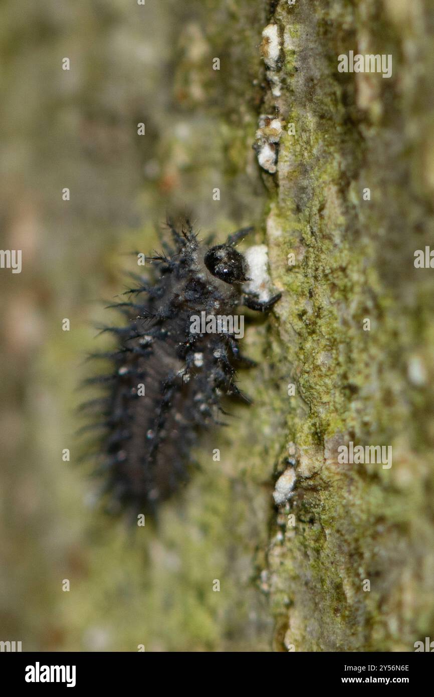 Twice-stabbed Lady Beetle (Chilocorus stigma) Insecta Stock Photo - Alamy