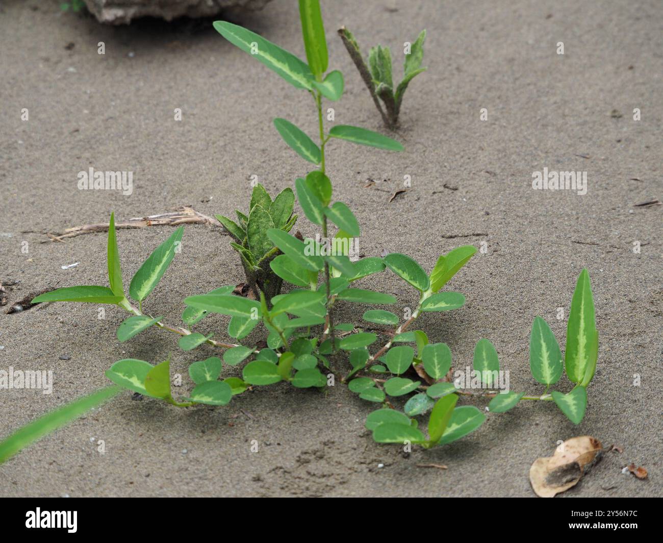 Alyce Clover (Alysicarpus ovalifolius) Plantae Stock Photo - Alamy