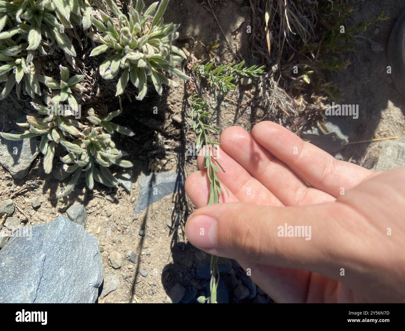 Lewis flax (Linum lewisii) Plantae Stock Photo - Alamy