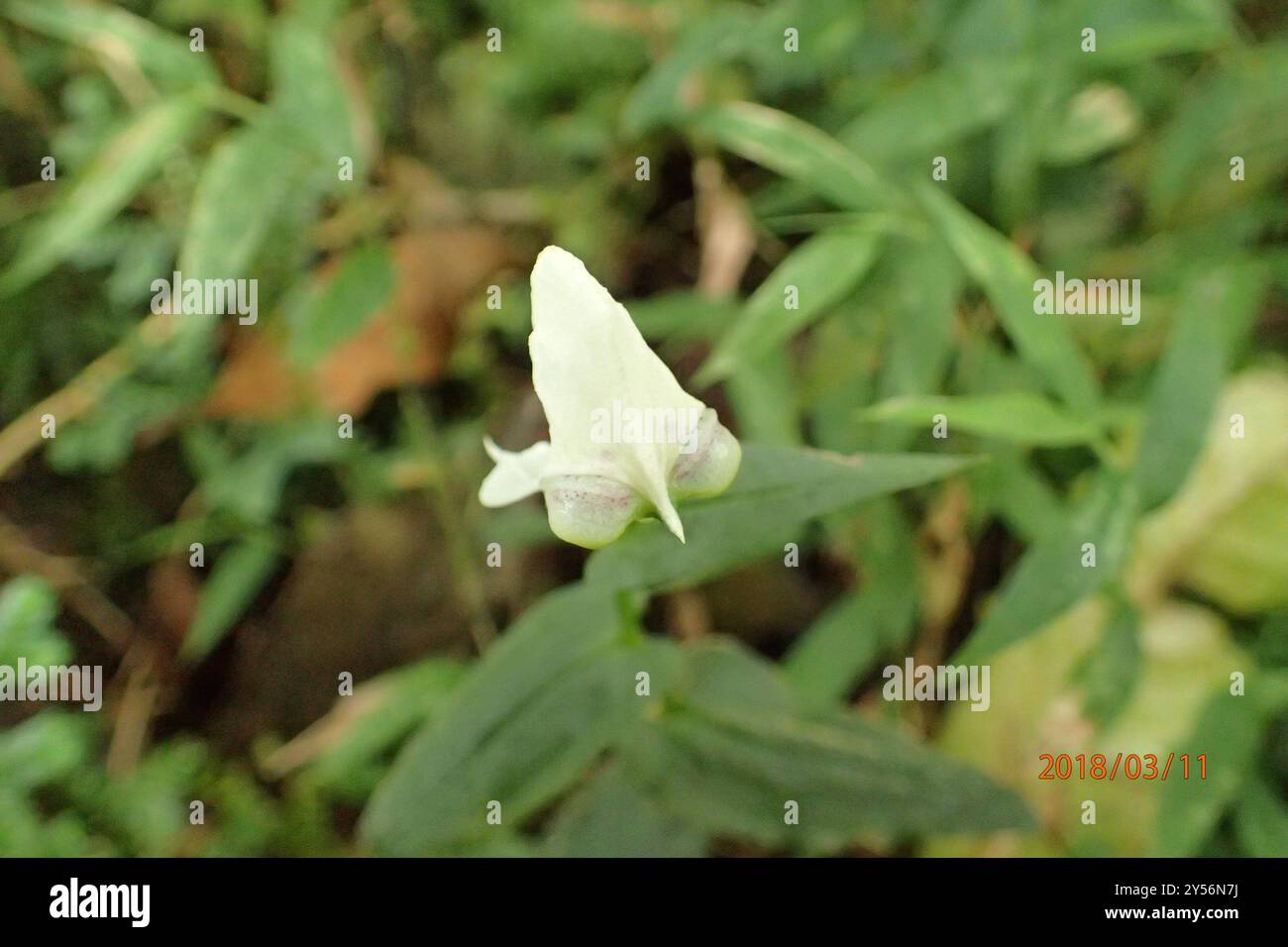 Fanny Kappie (Disperis fanniniae) Plantae Stock Photo - Alamy