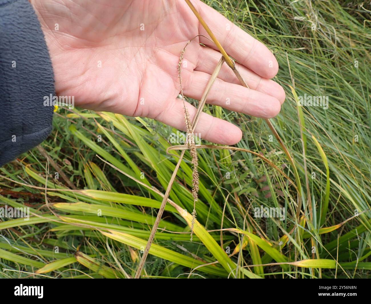 Hanging sedge (Carex pendula) Plantae Stock Photo - Alamy