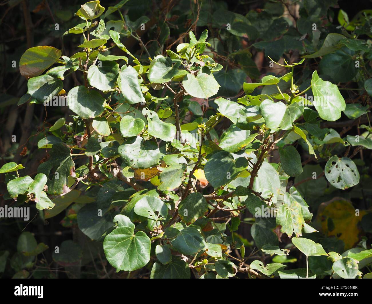 sea hibiscus (Hibiscus tiliaceus) Plantae Stock Photo - Alamy