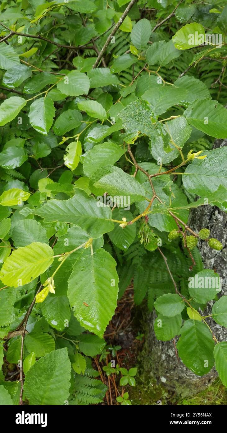 smooth alder (Alnus serrulata) Plantae Stock Photo - Alamy