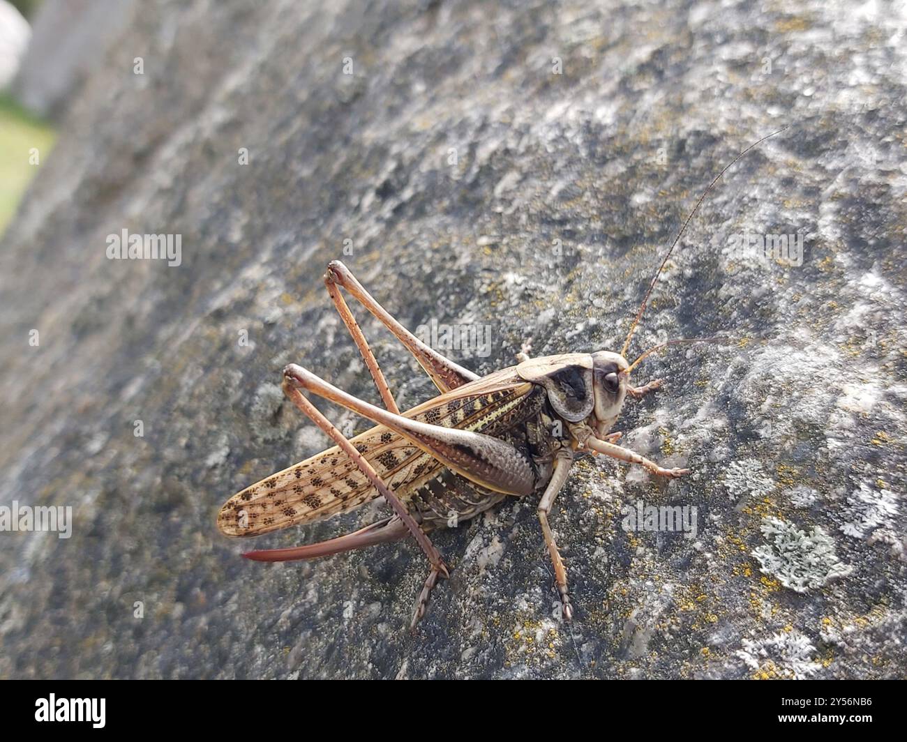 Wart-biter (Decticus verrucivorus) Insecta Stock Photo - Alamy