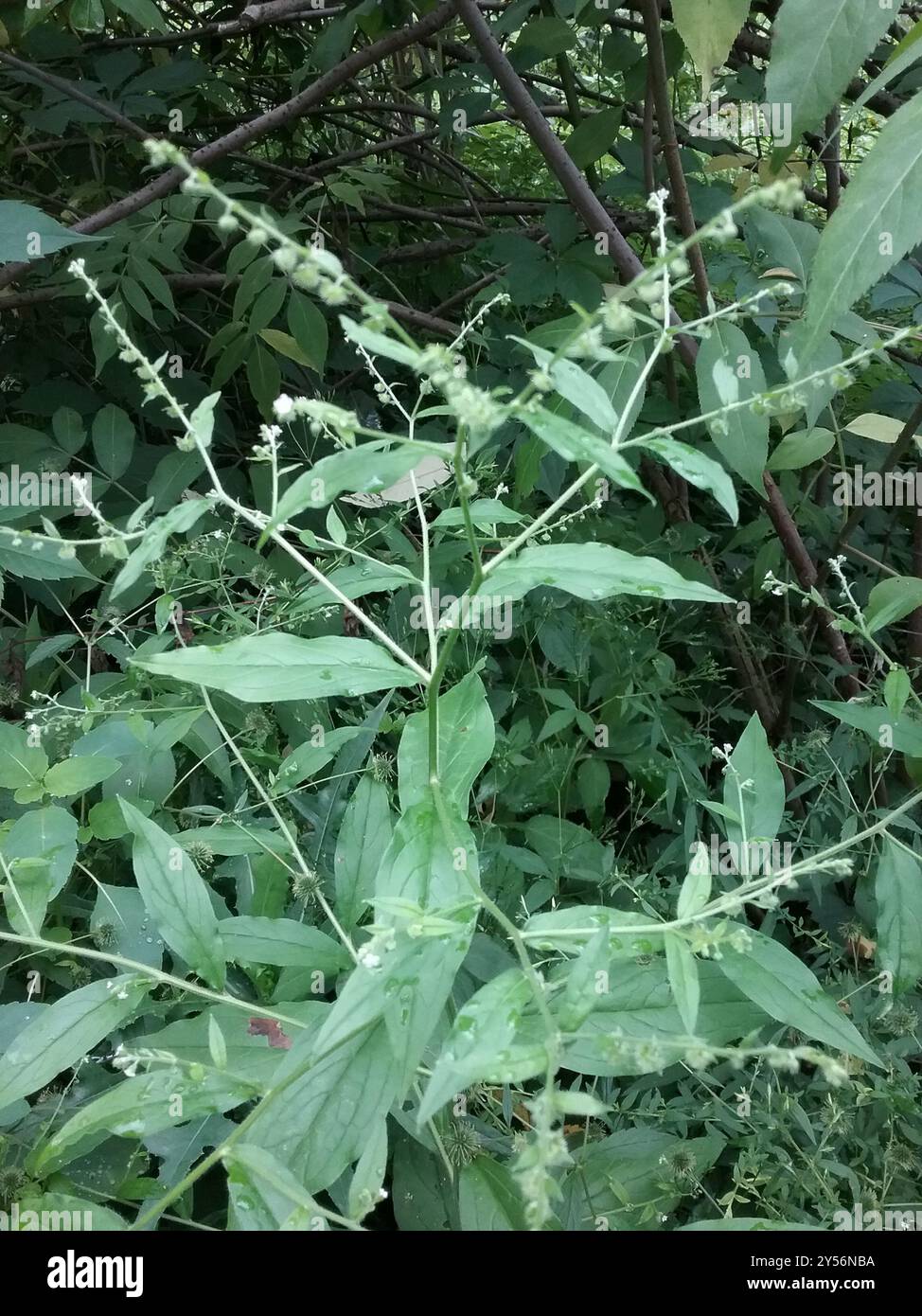 virginia stickseed (Hackelia virginiana) Plantae Stock Photo - Alamy