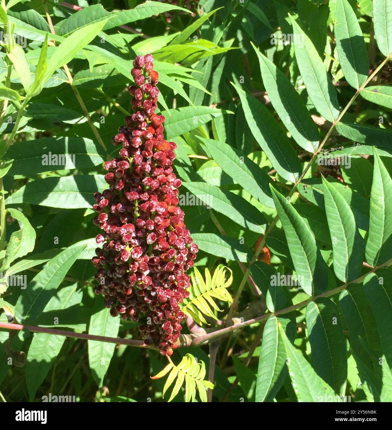 smooth sumac (Rhus glabra) Plantae Stock Photo - Alamy