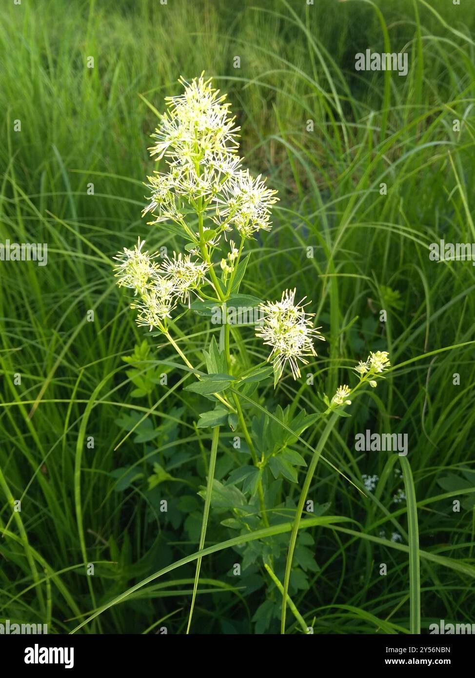 Common Meadow-rue (Thalictrum flavum) Plantae Stock Photo - Alamy
