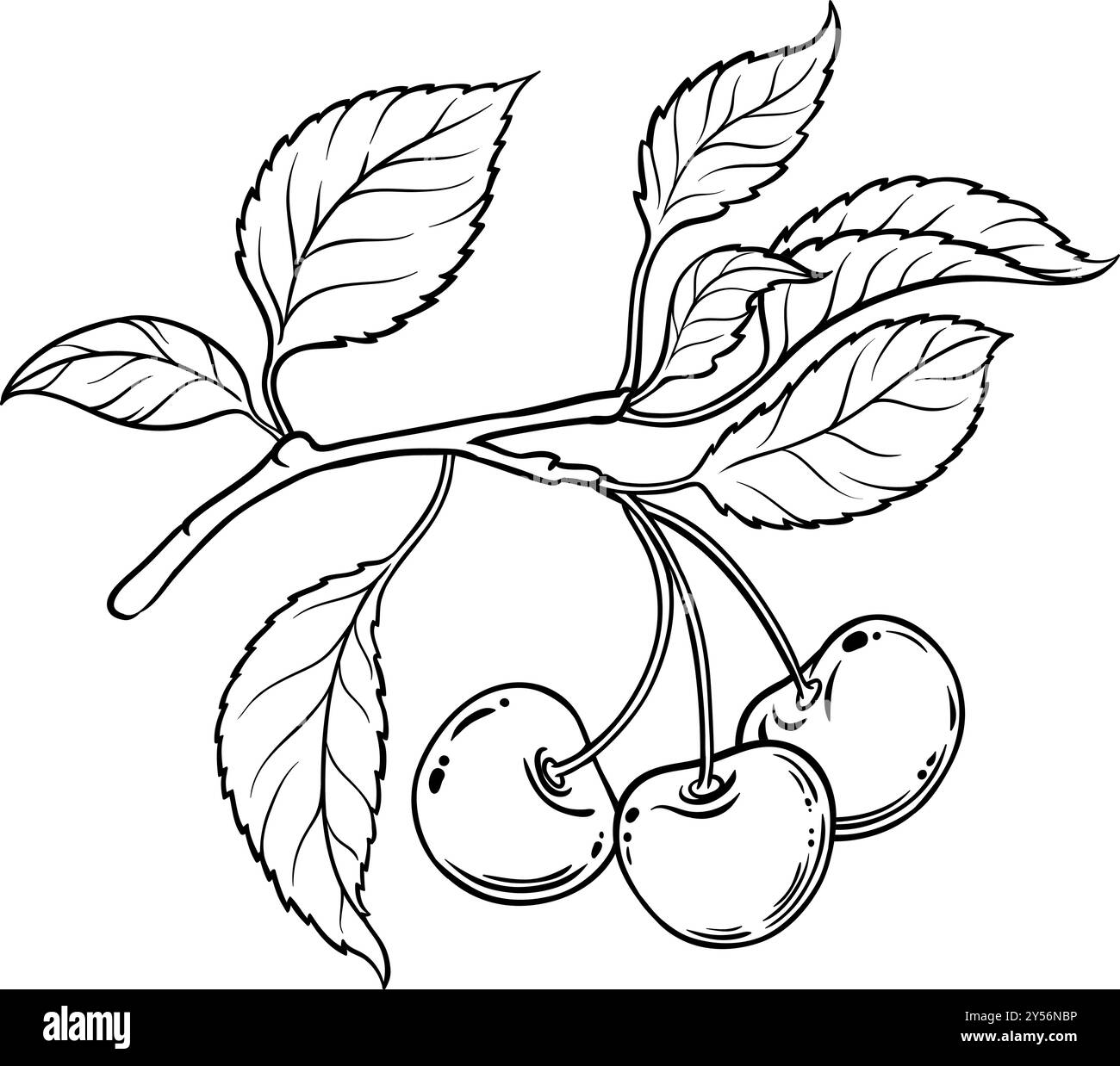 Cherry Branch with Berries Outline Illustration Stock Vector Image ...
