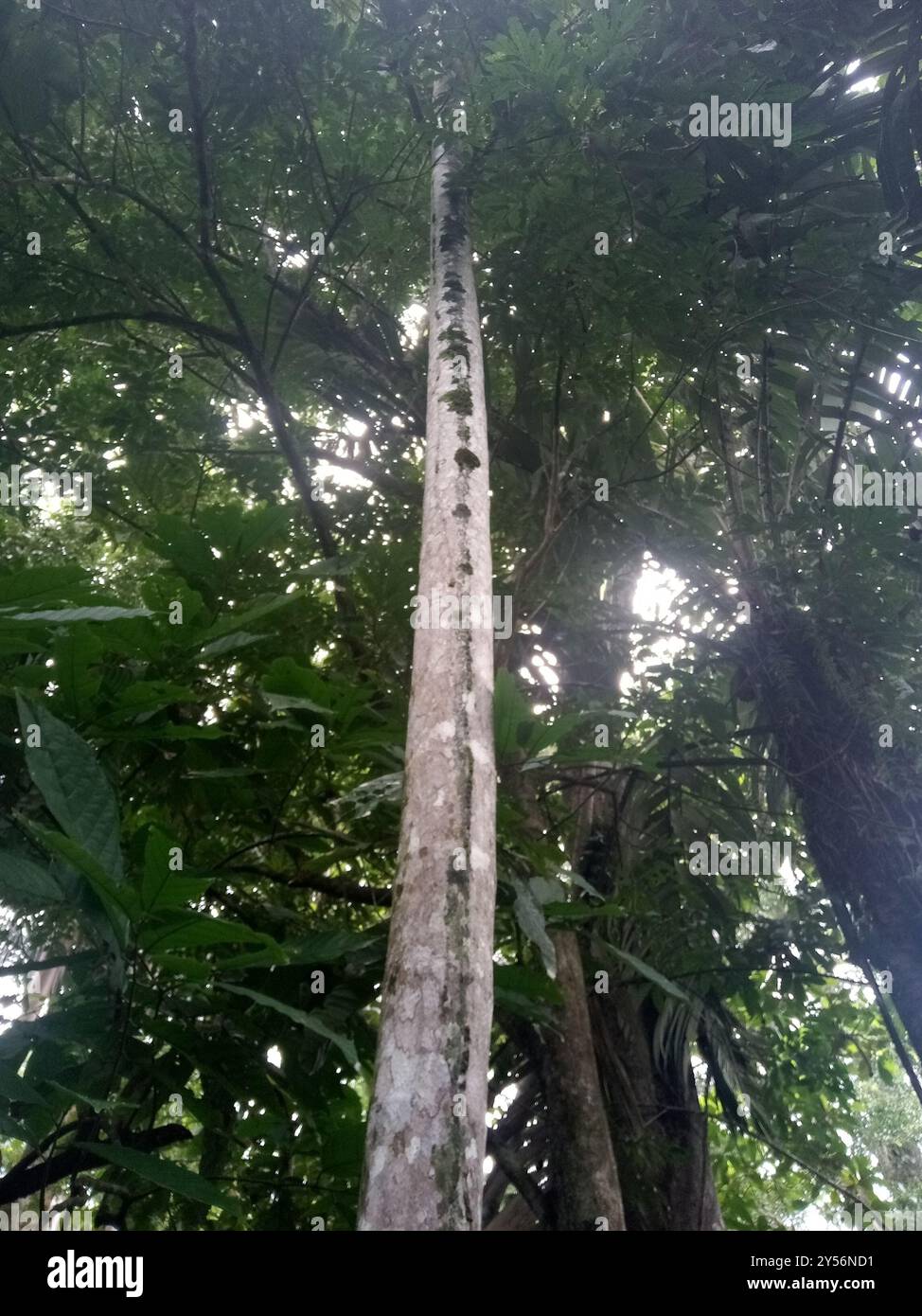 walking palm (Socratea exorrhiza) Plantae Stock Photo - Alamy