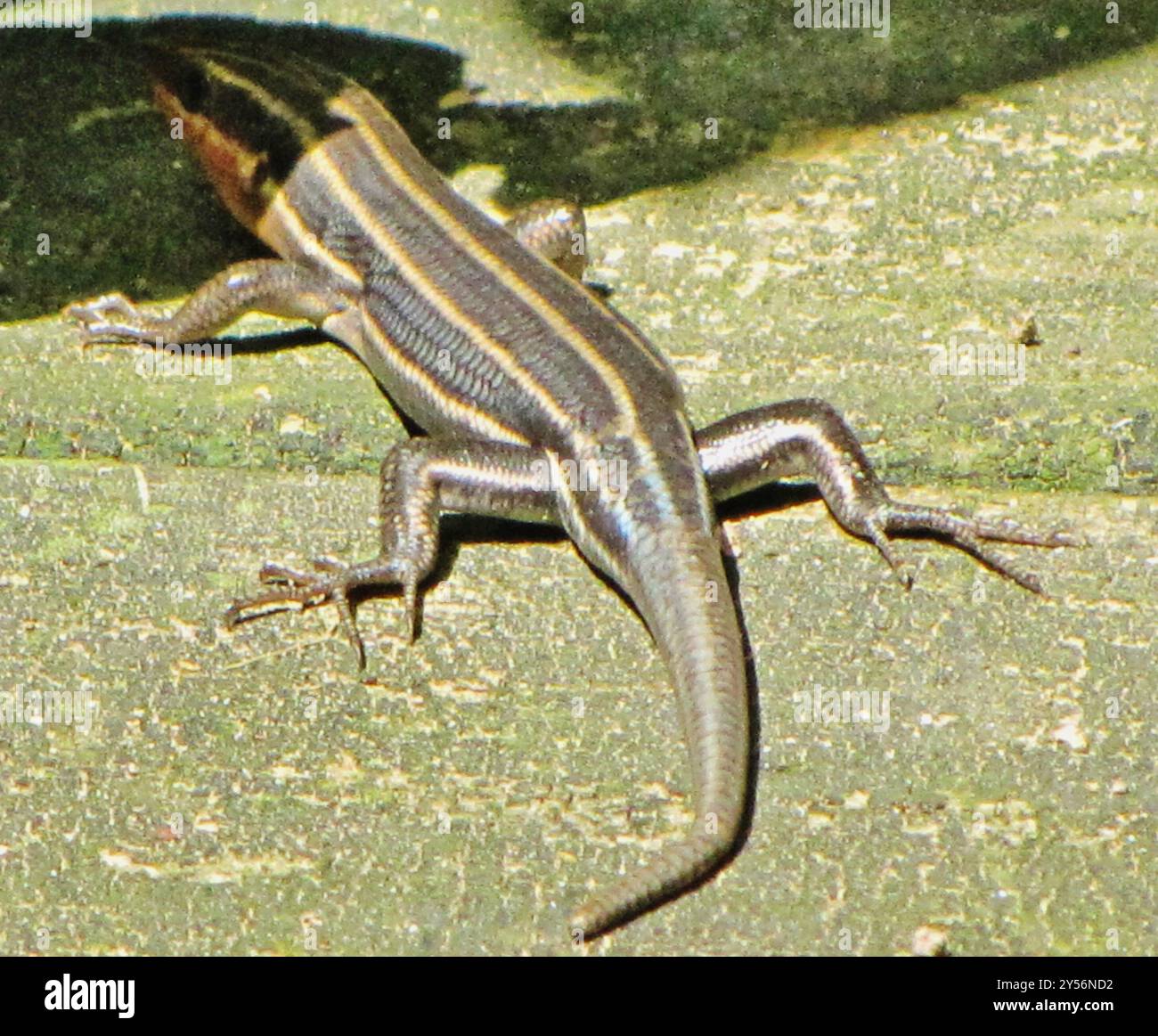 Common Five-lined Skink (Plestiodon fasciatus) Reptilia Stock Photo - Alamy