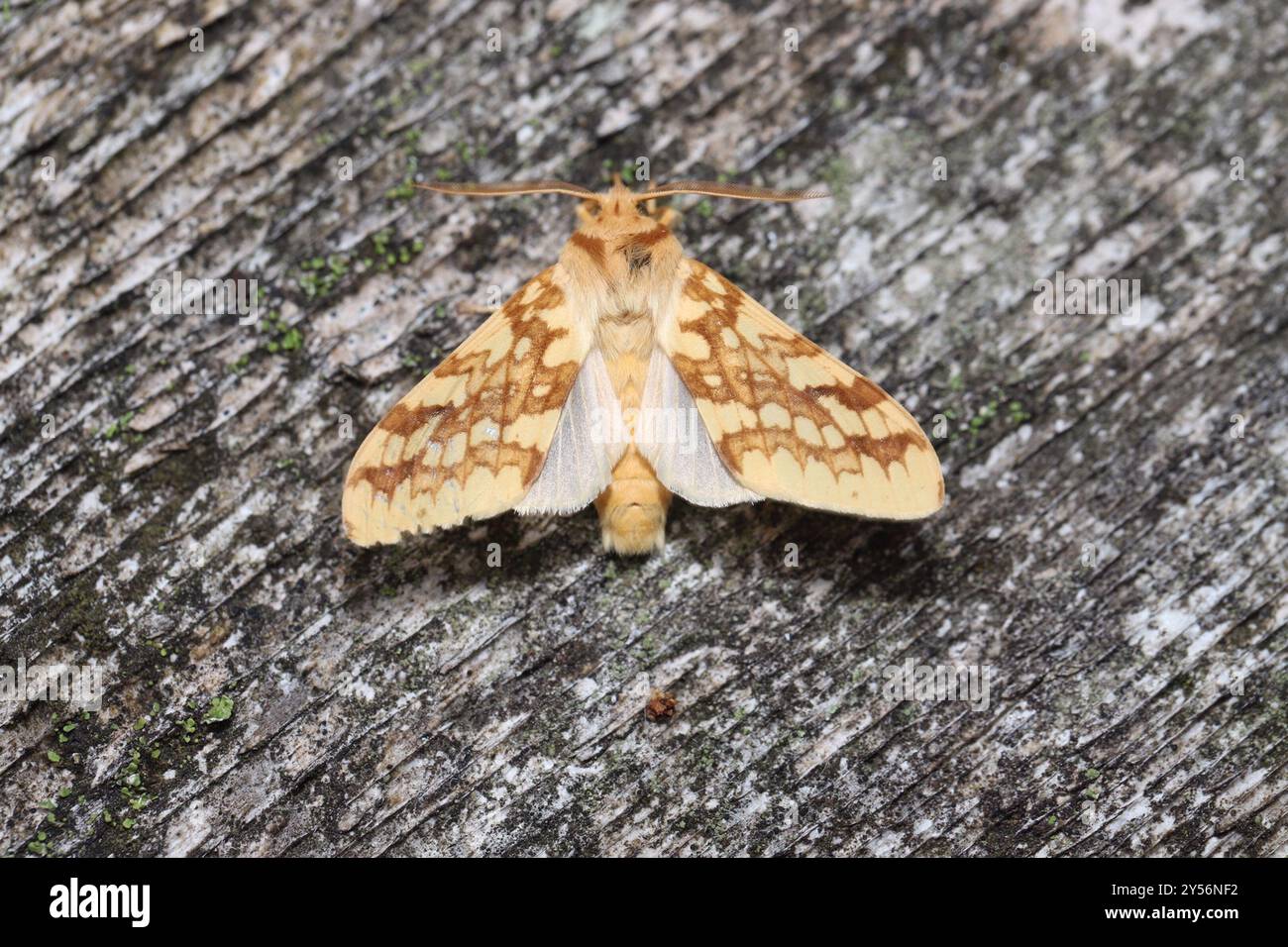 Spotted Tussock Moth (Lophocampa maculata) Insecta Stock Photo - Alamy