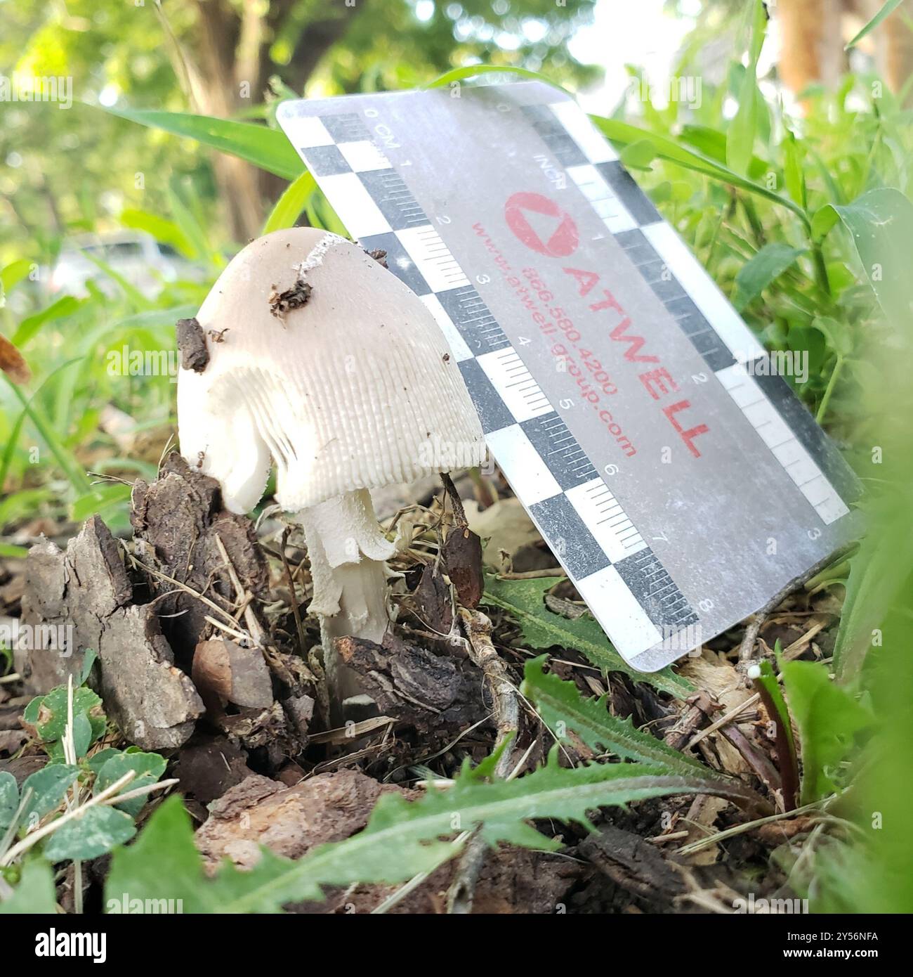 Common Ink Cap (Coprinopsis atramentaria) Fungi Stock Photo - Alamy