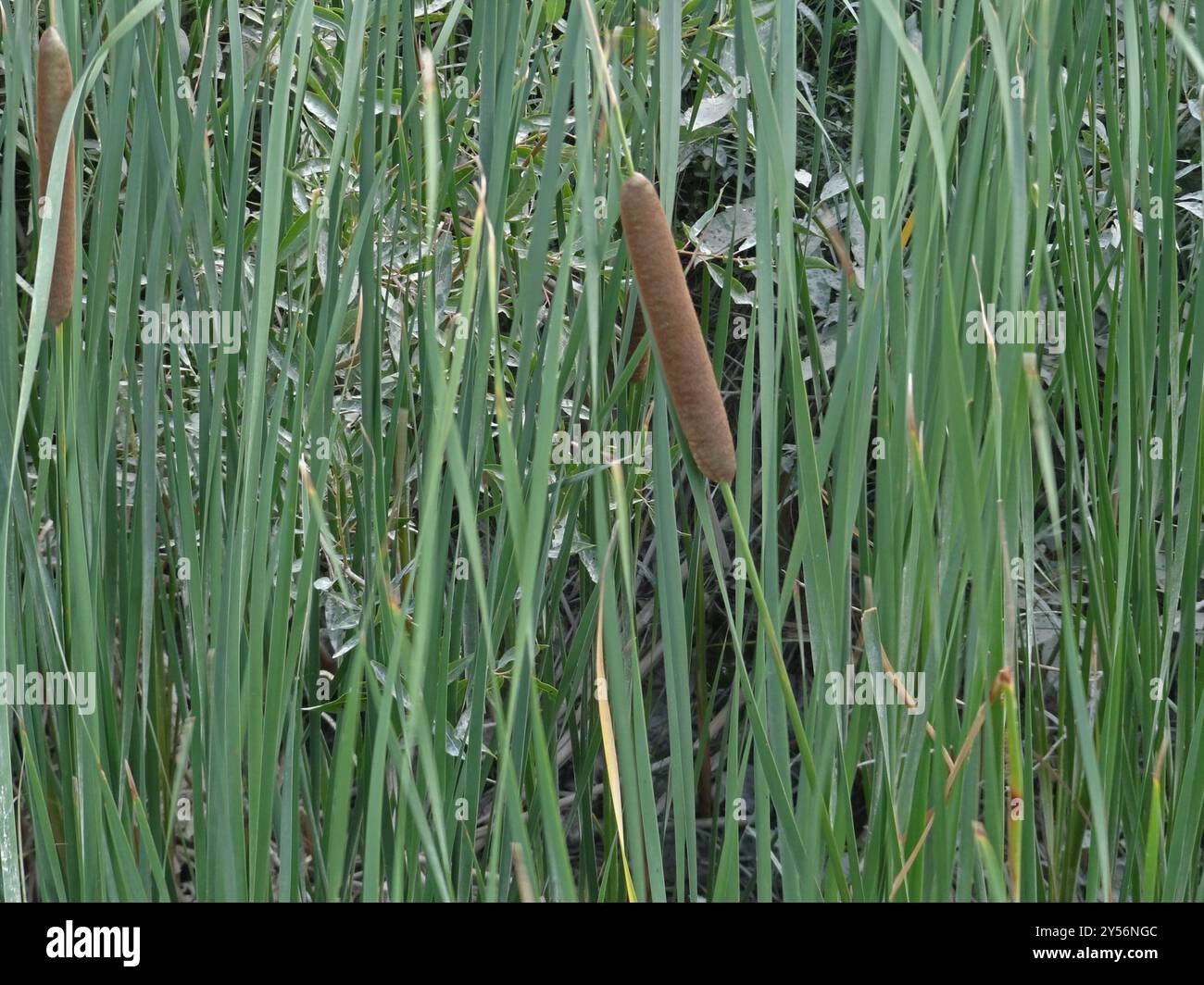 narrow-leaved cattail (Typha angustifolia) Plantae Stock Photo - Alamy