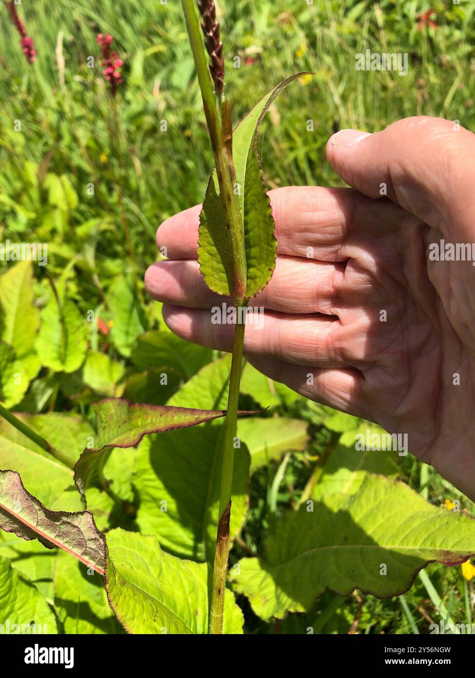 red bistort (Bistorta amplexicaulis) Plantae Stock Photo - Alamy